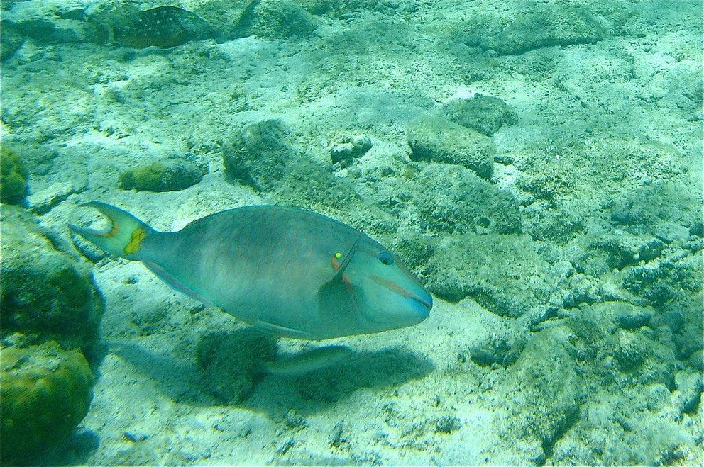 Is Your Fish Swimming Sideways? Here's What You Need to Know!#N# – Pond ...